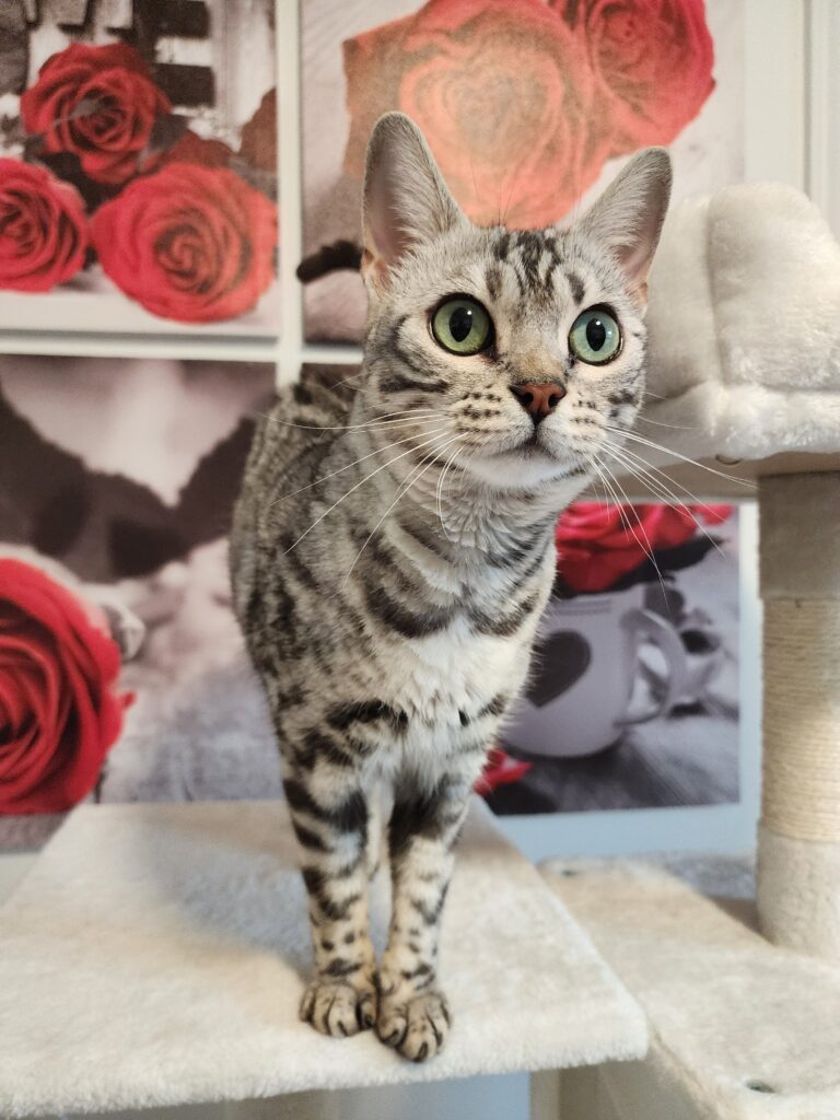 ~Available Adult Bengals – Bellissimi Bengals