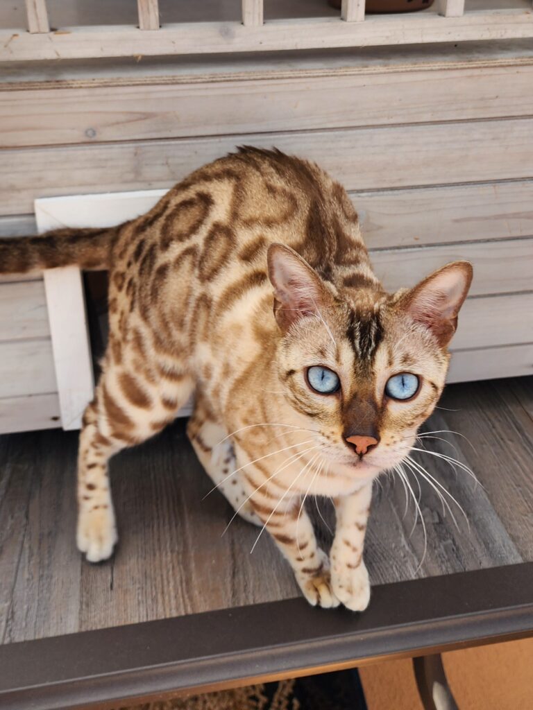 ~Available Adult Bengals – Bellissimi Bengals