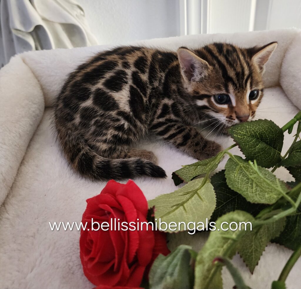 Bengal Pricing - Bellissimi Bengals