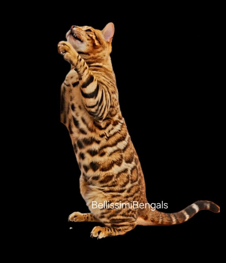 Available Adult Bengals - Bellissimi Bengals