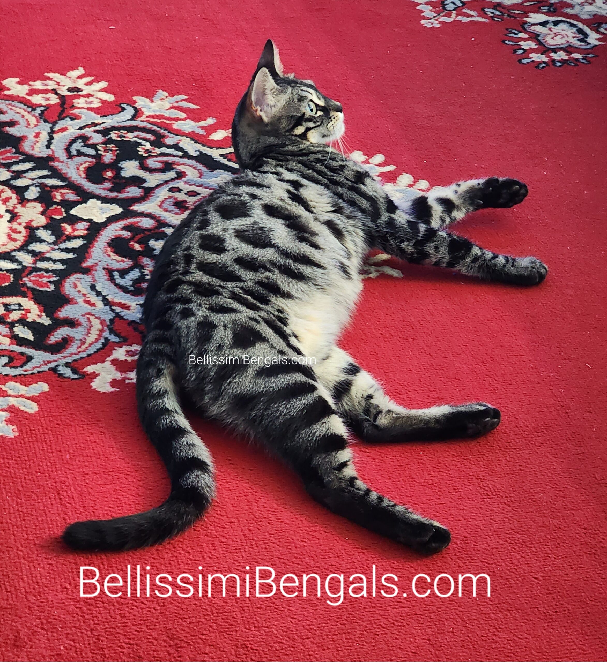 Available Adult Bengals - Bellissimi Bengals